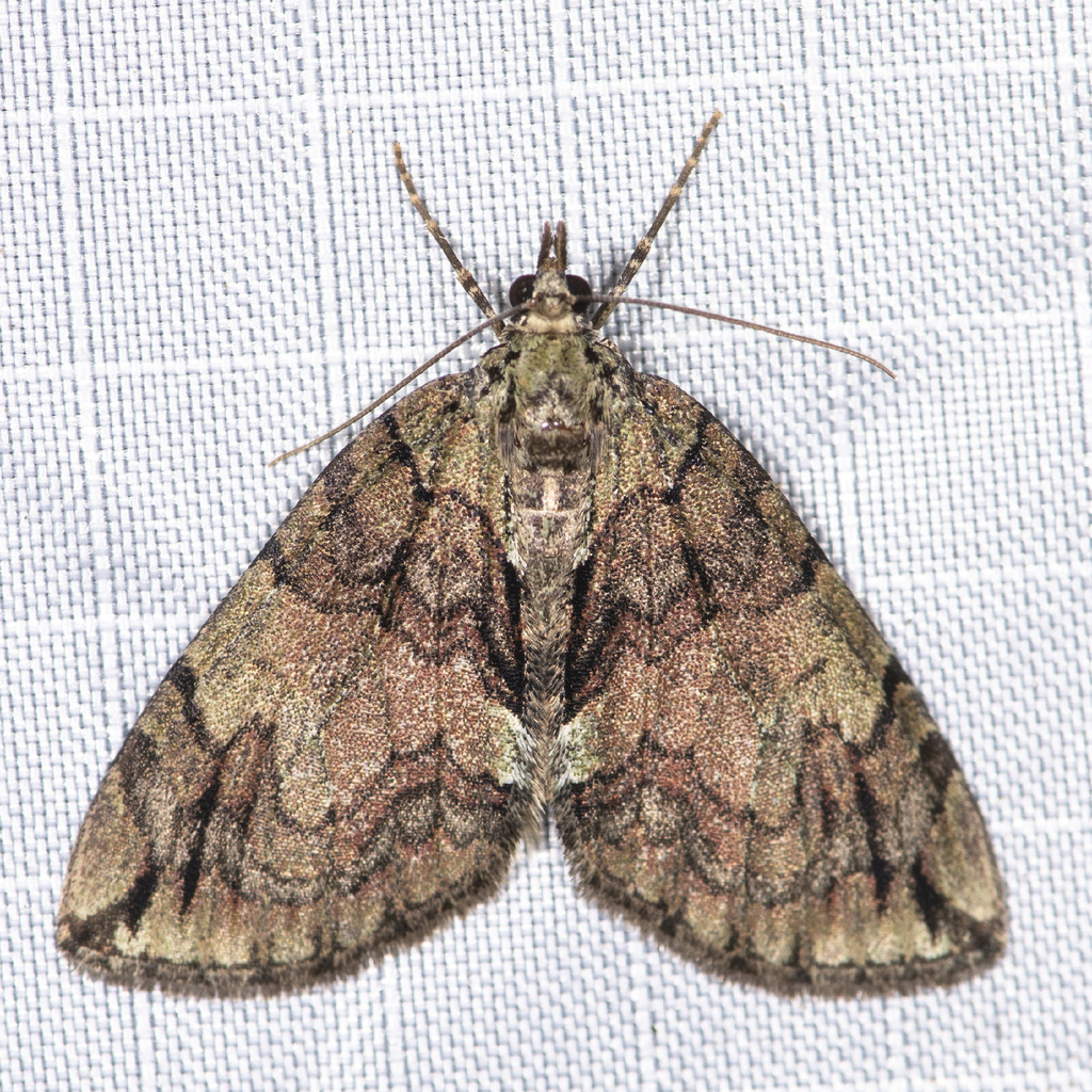 Renounced Hydriomena Moth from Grant County, WV, USA on June 9, 2022 at ...