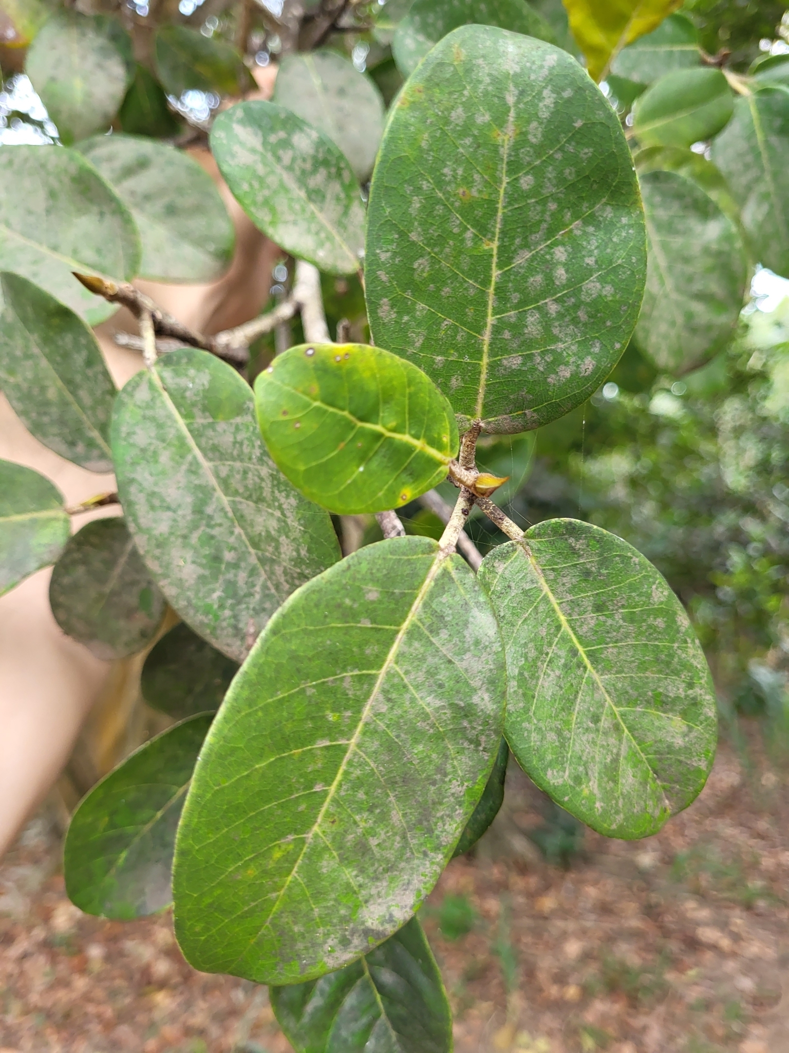 Ficus trigonata L.