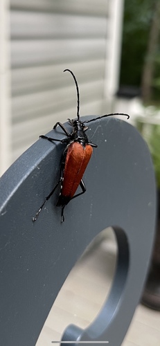 Stenelytrana emarginata (Insects, Arachnids, and Creepy Crawlies of ...