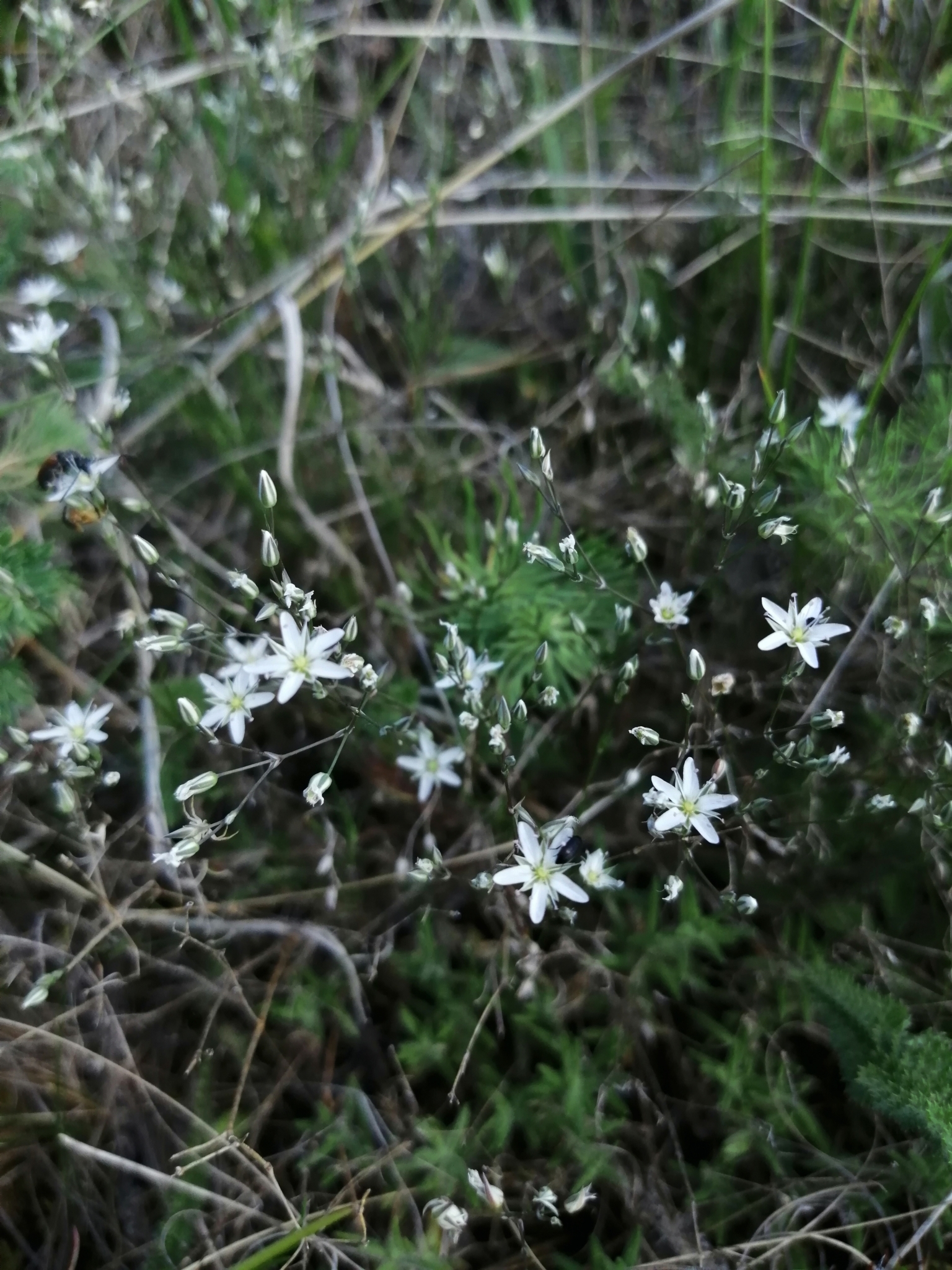 Minuartia setacea (Thuill.) Hayek