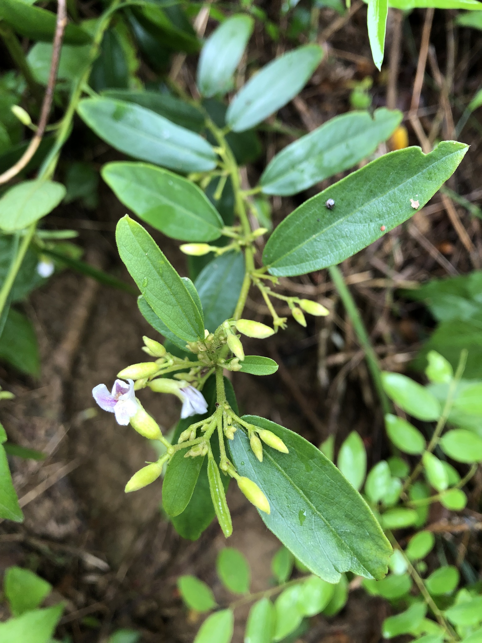 Helicteres angustifolia L.