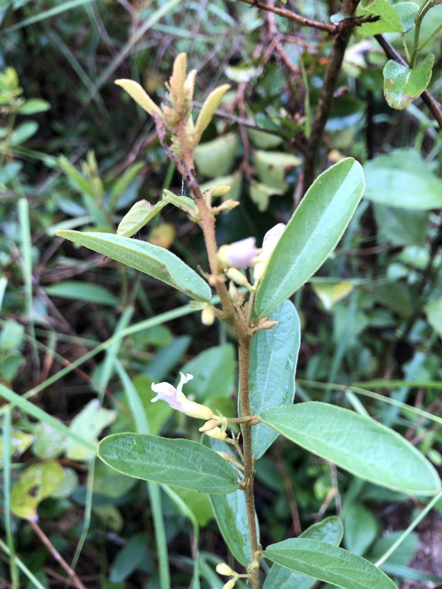Helicteres angustifolia L.