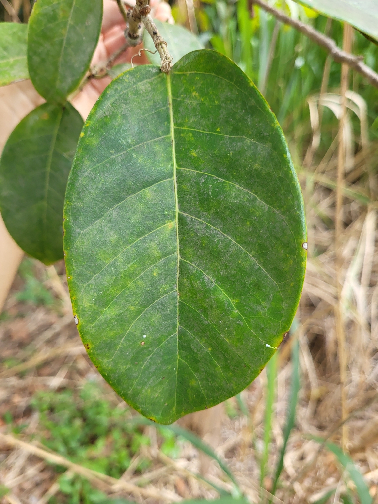 Ficus trigonata L.