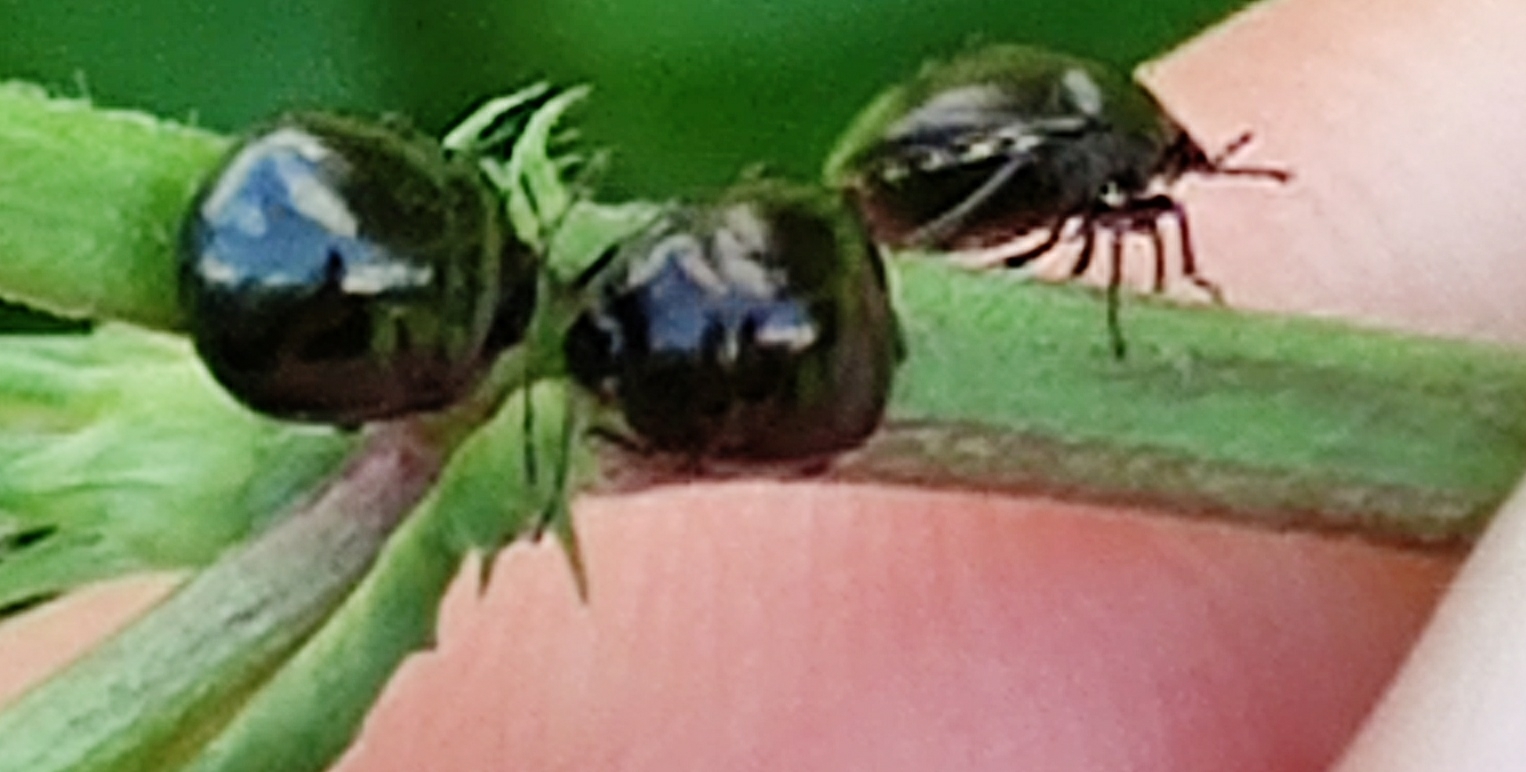 Coptosoma scutellatum (Geoffroy, 1785)