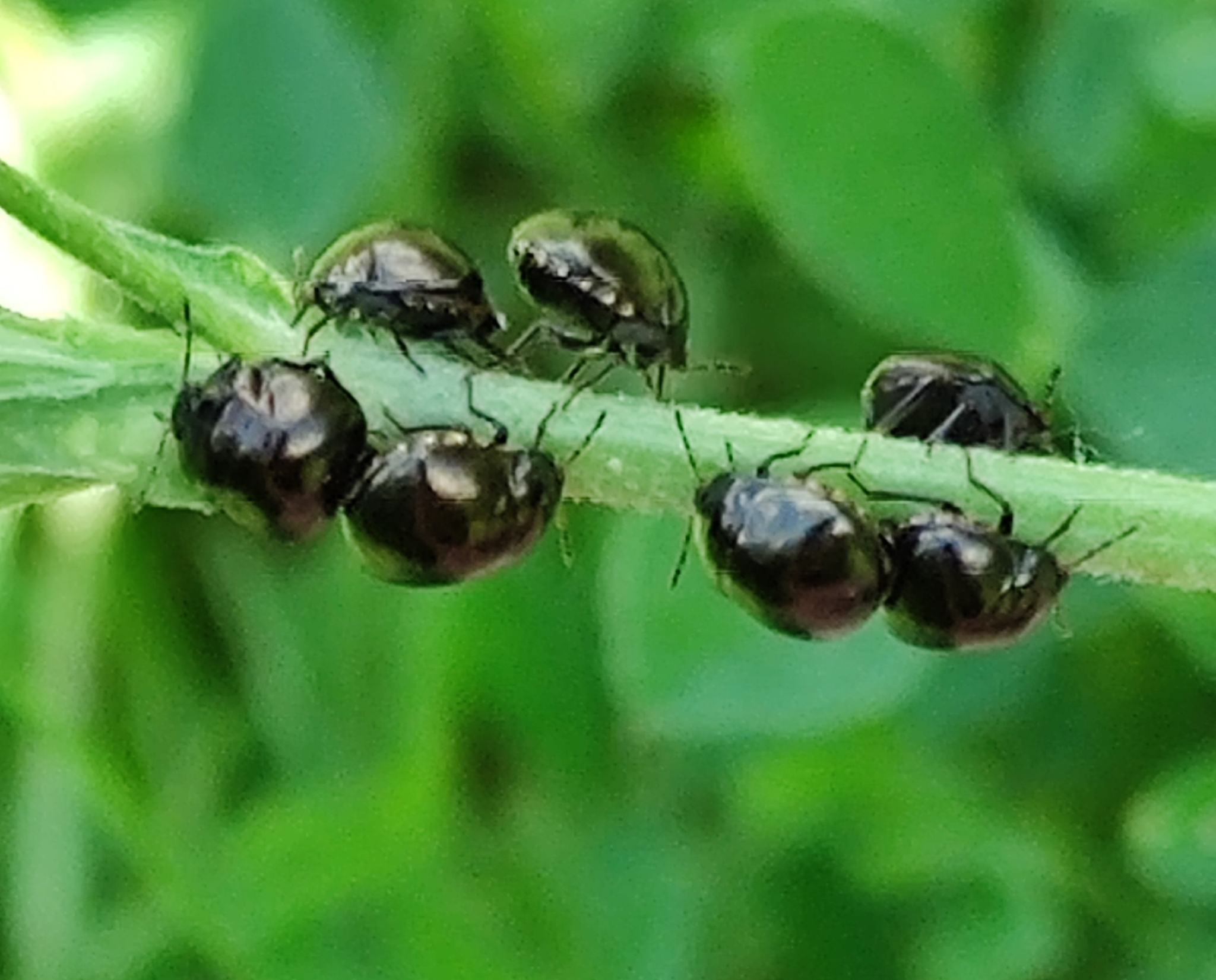 Coptosoma scutellatum (Geoffroy, 1785)