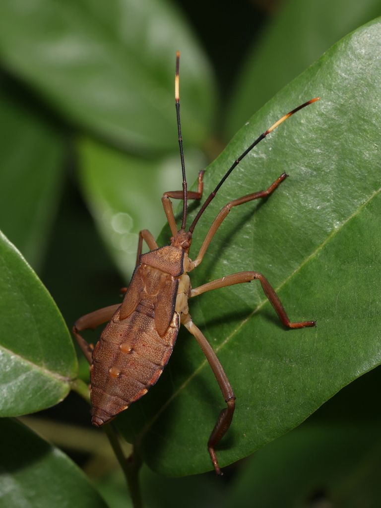 Pseudomictis distinctus from Tin Shui Wai, Hong Kong on June 03, 2022 ...