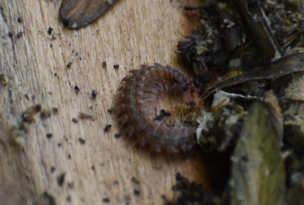Polydesmus from 10150 Sainte-Maure, France on June 10, 2022 at 04:34 PM ...