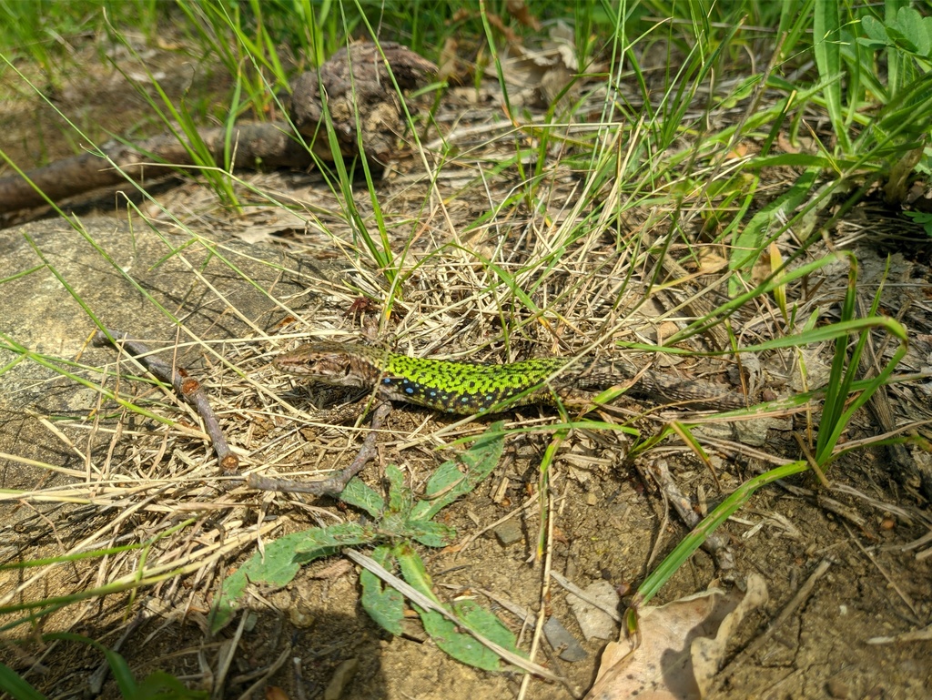 Crimean Rock Lizard from Alushtyns'ka, Crimea, Ukraine on June 08, 2022 ...