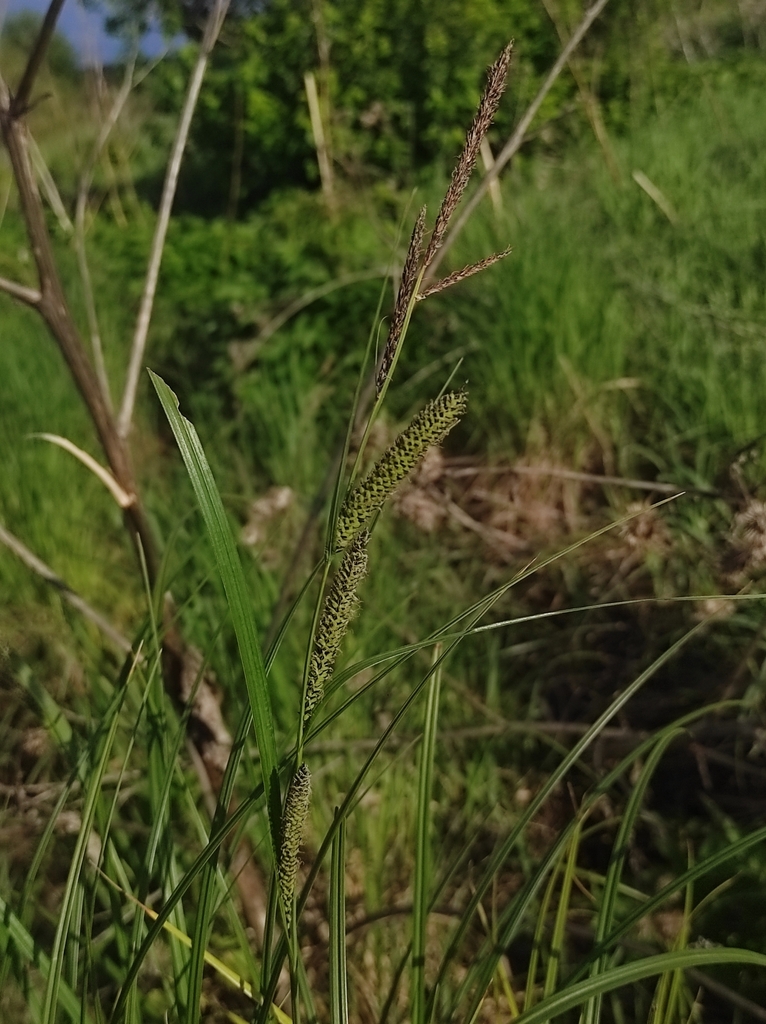 slender tufted-sedge from Гилева, Свердловская обл., Россия, 624044 on ...