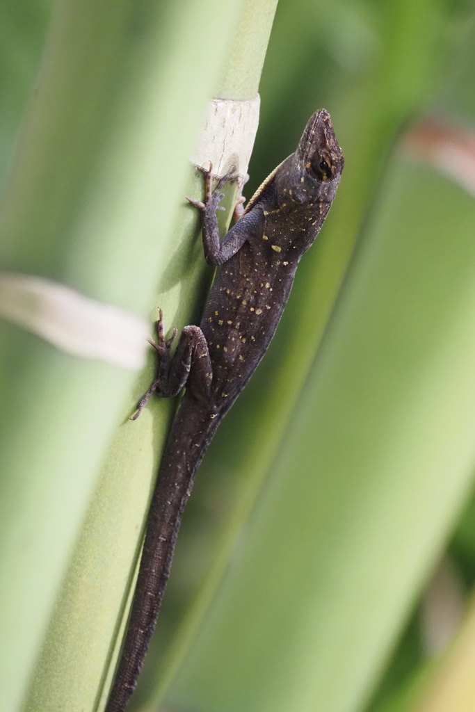 Brown Anole from Gardens by the Bay, SG on June 09, 2022 at 12:28 PM by ...