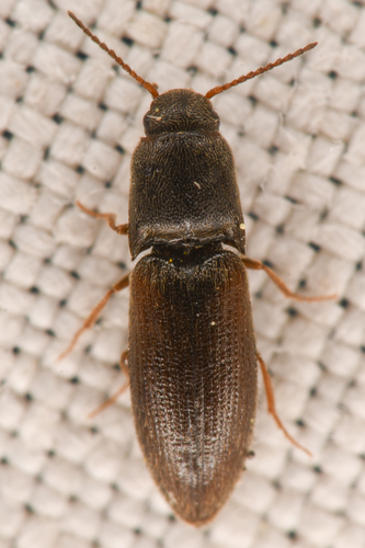 Criddle's Click Beetle (Agriotes criddlei) wildspecies.ca