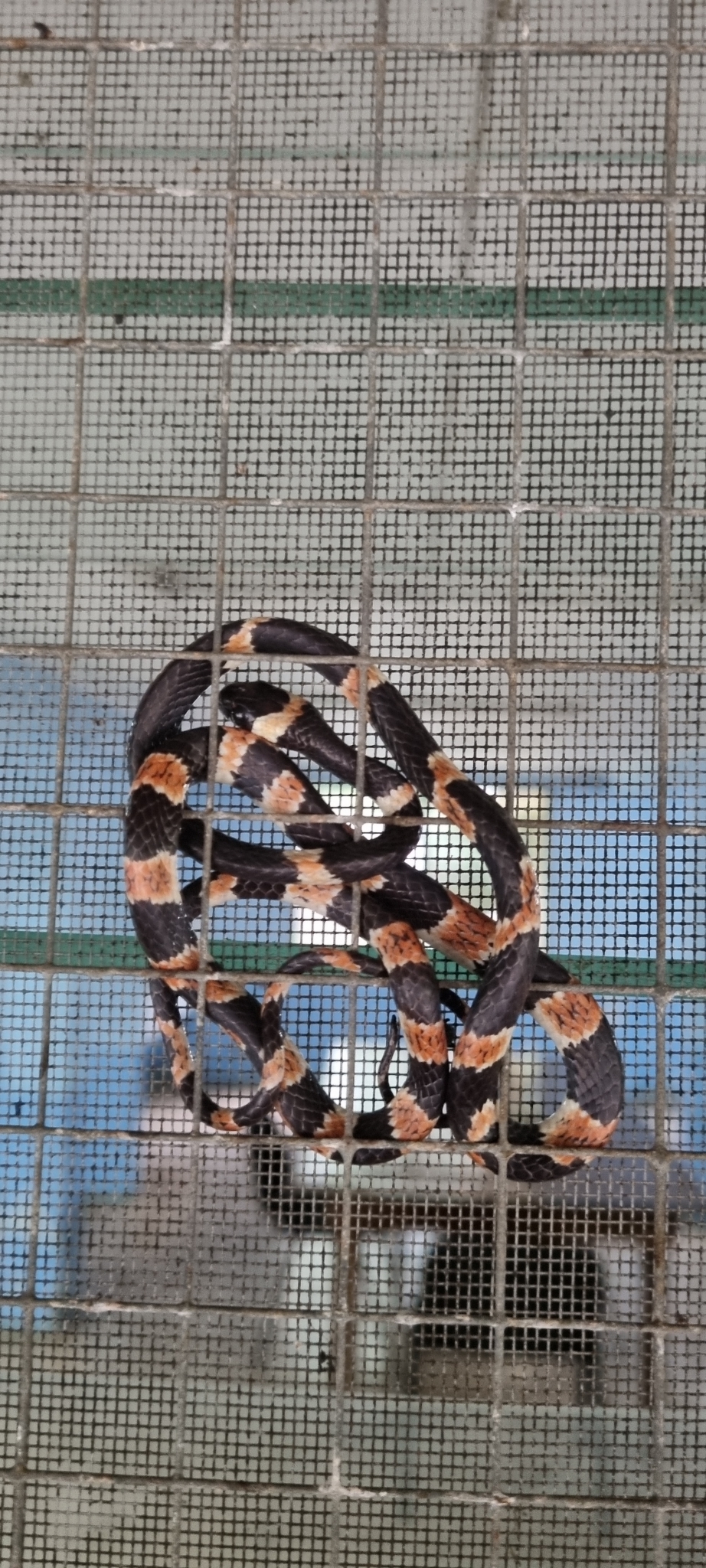 Sibon anthracops (Cope, 1868)