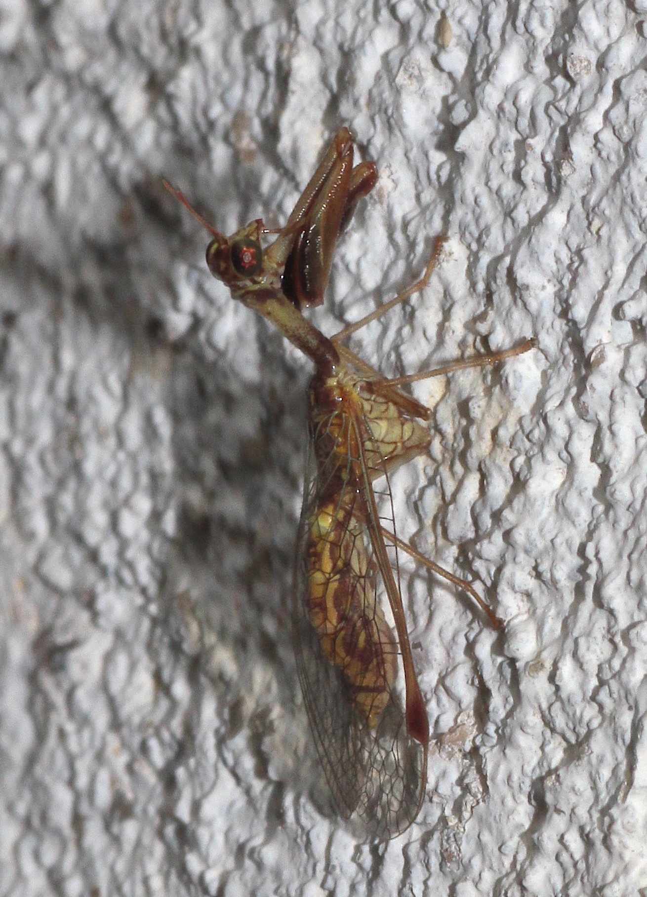 Mantispa styriaca (Poda, 1761)