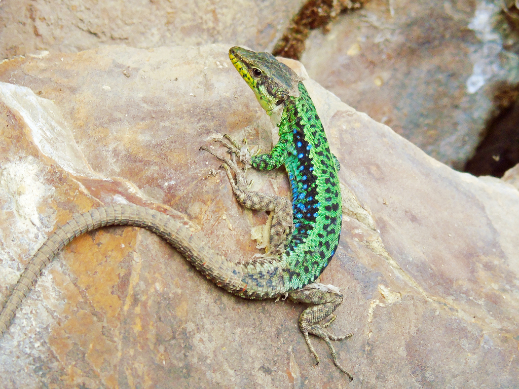 Spiny-tailed Lizard from Coşandere, Trabzon, Turkey on June 13, 2022 at ...