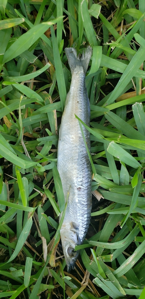 Halfbeaks in June 2022 by Bill Uttenweiler. On the lawn of a suburban ...