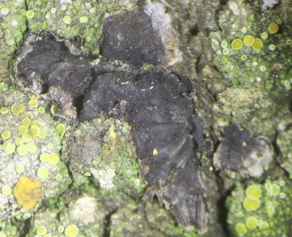 Septobasidium from San Clemente, CA, USA on June 12, 2022 at 03:39 PM ...