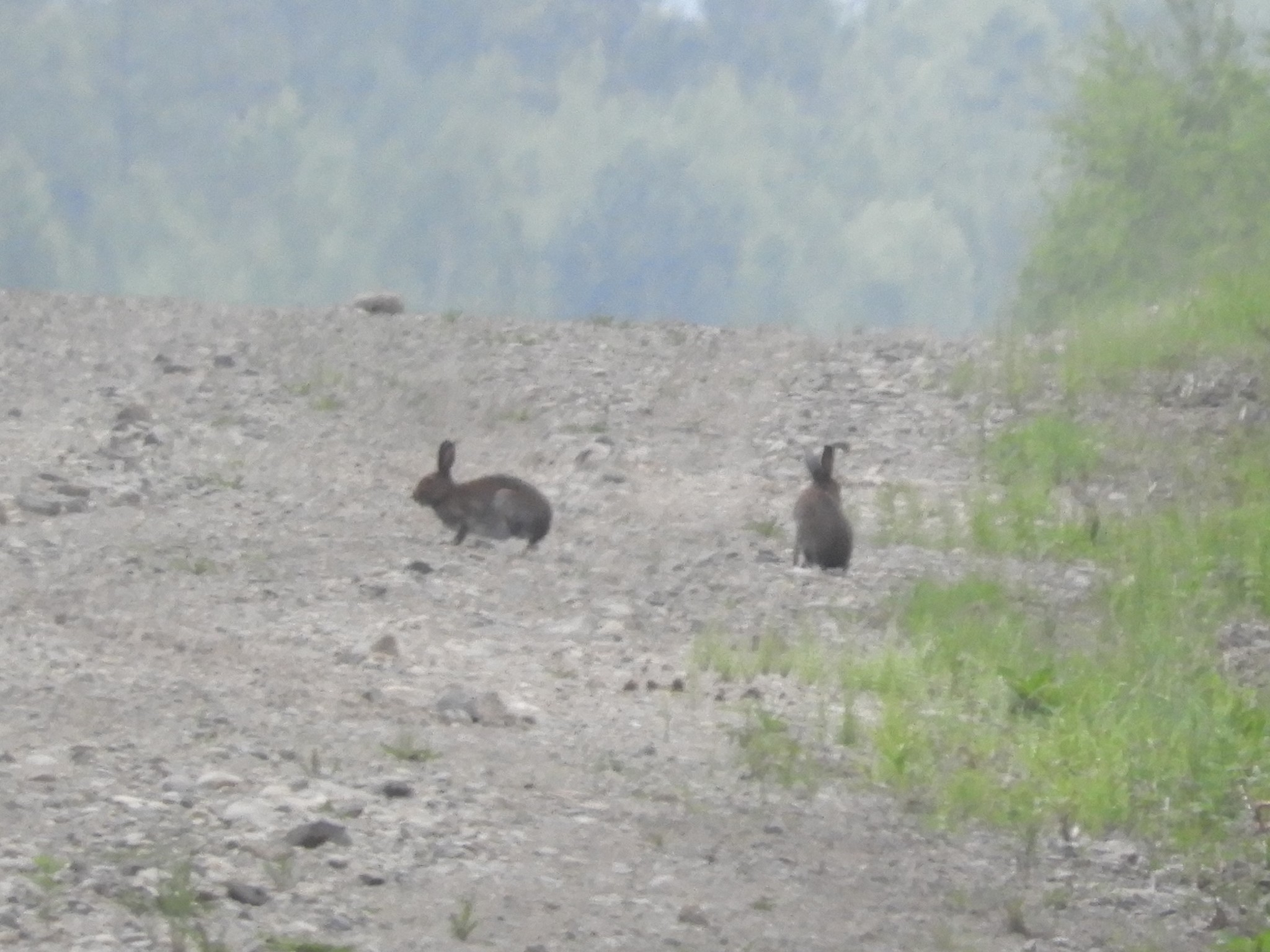 Lepus mandshuricus Radde, 1861