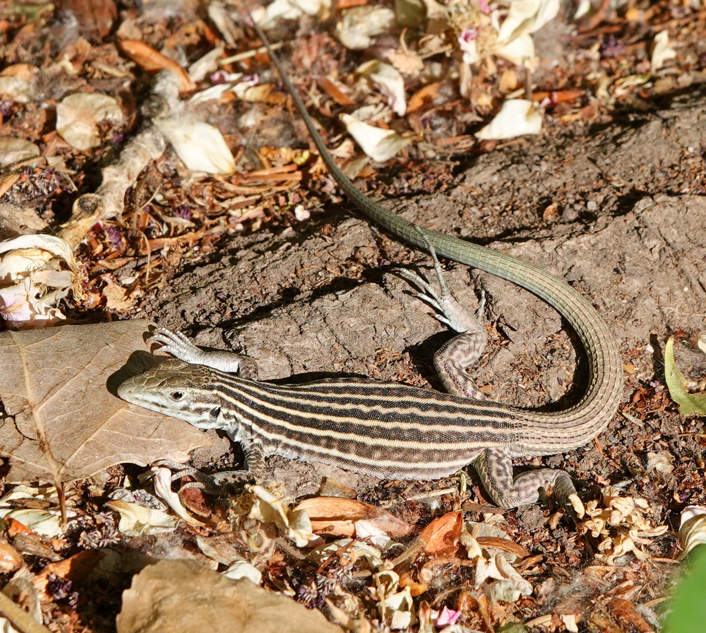 New Mexico Whiptail from Rio Grande Blvd NW, Los Ranchos de Albuquerque ...