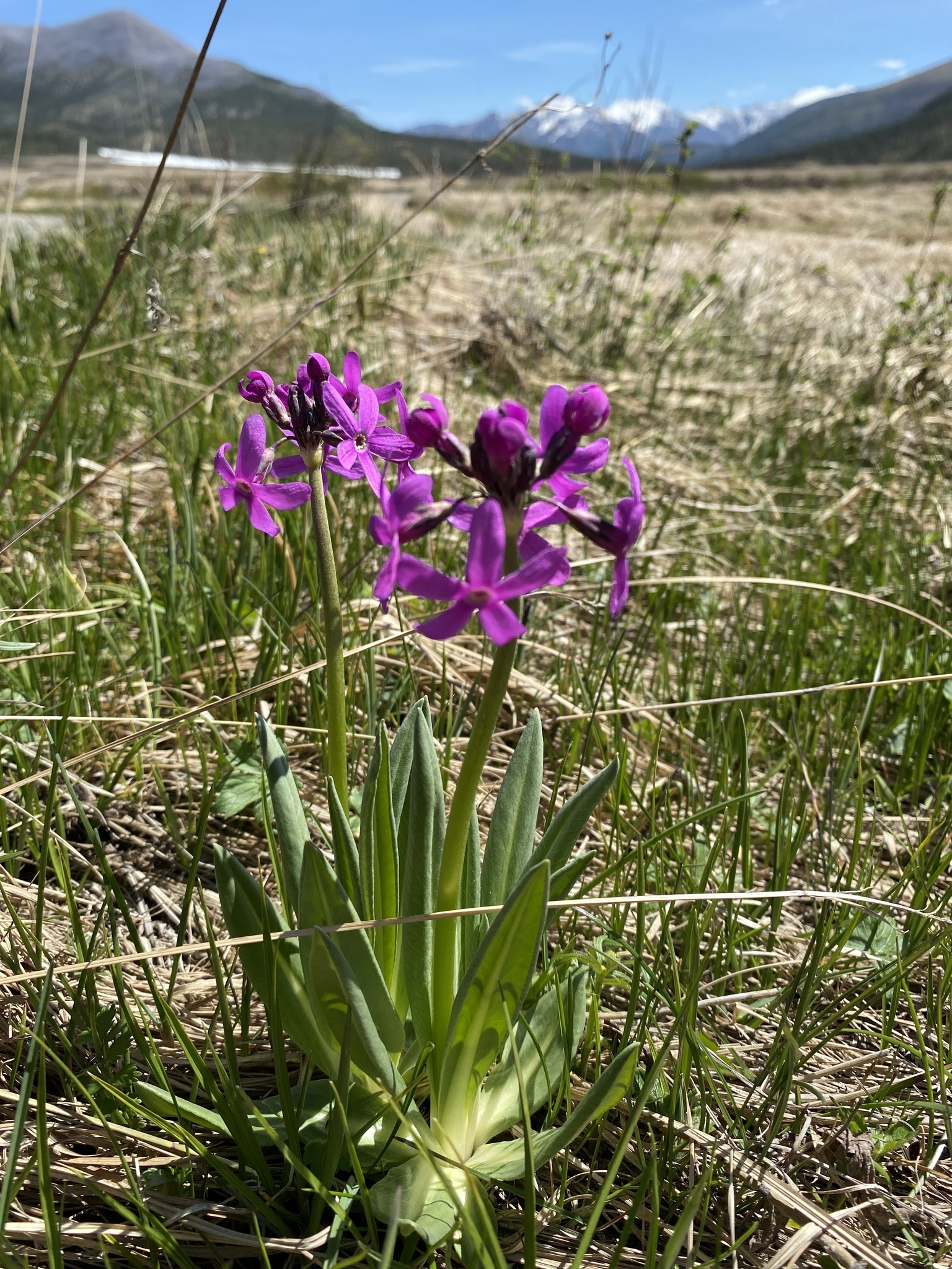 Primula nivalis Pall.