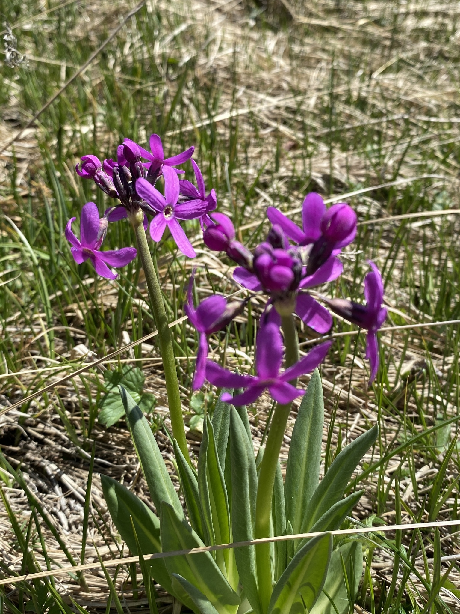 Primula nivalis Pall.