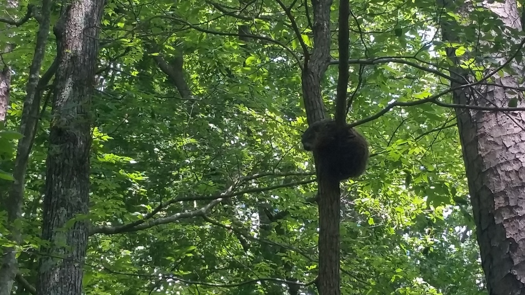 Groundhog from botanical garden, chapel hill, nc on June 26, 2015 by ...