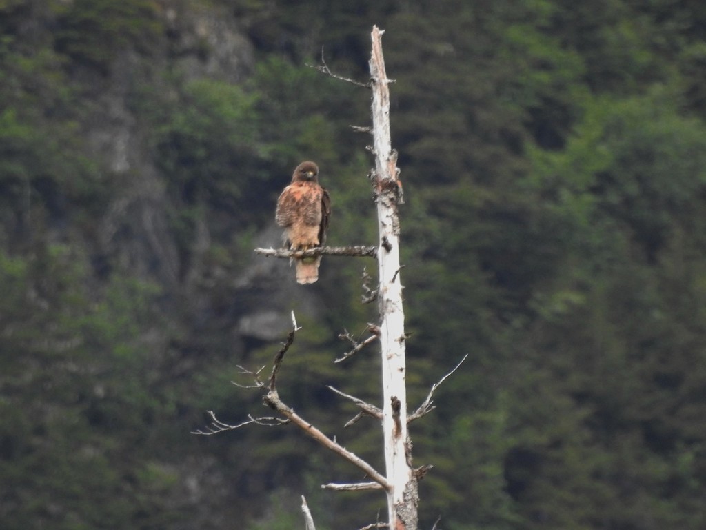 Western Red-tailed Hawk from Sitka, AK, USA on June 12, 2022 at 07:58 ...