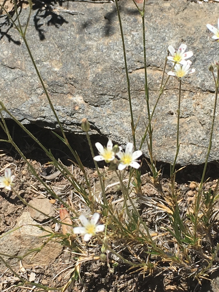 King’s Sandwort from Toiyabe National Forest, Coleville, CA, US on June ...