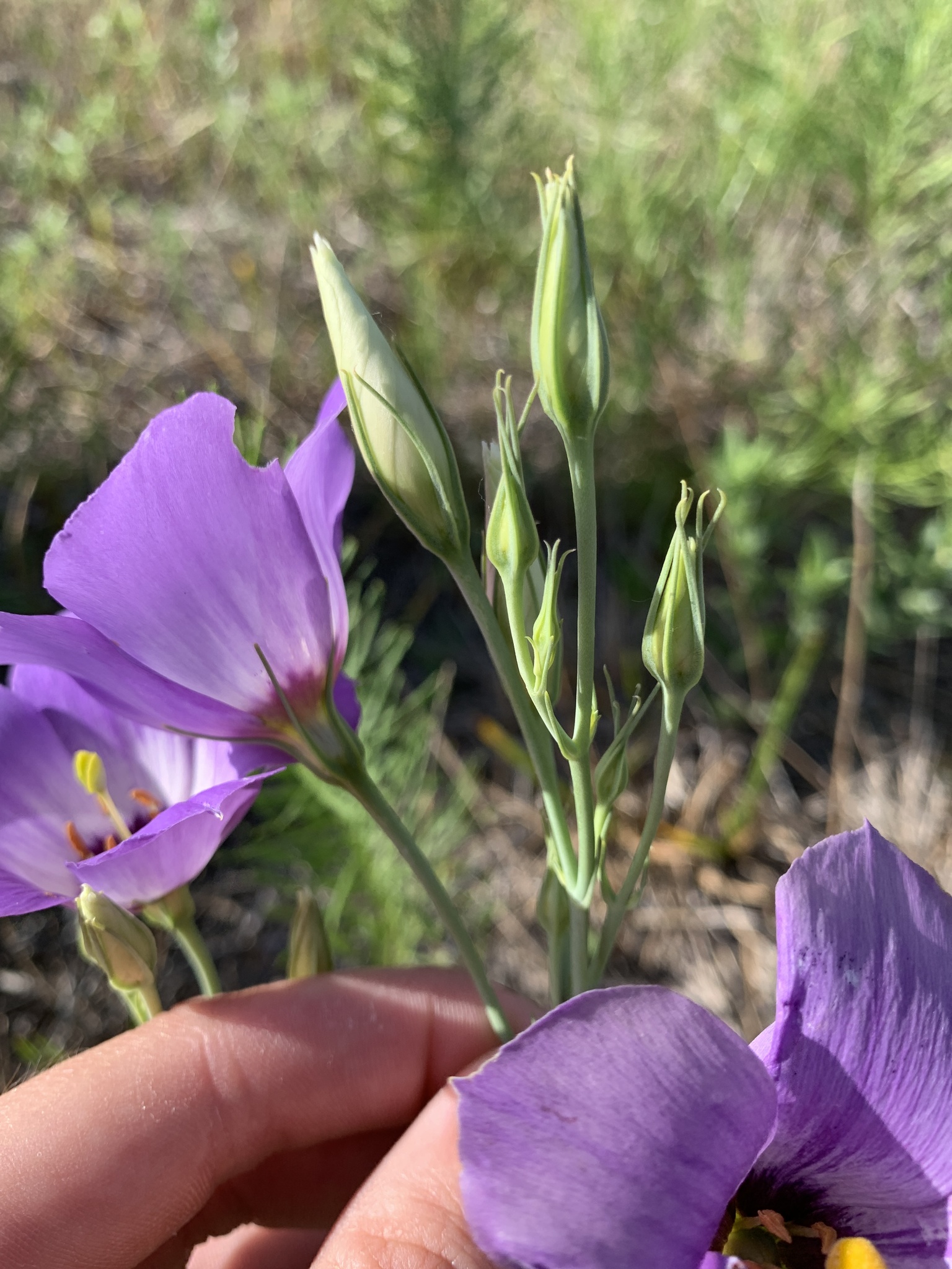 Eustoma grandiflorum (Raf.) Shinners