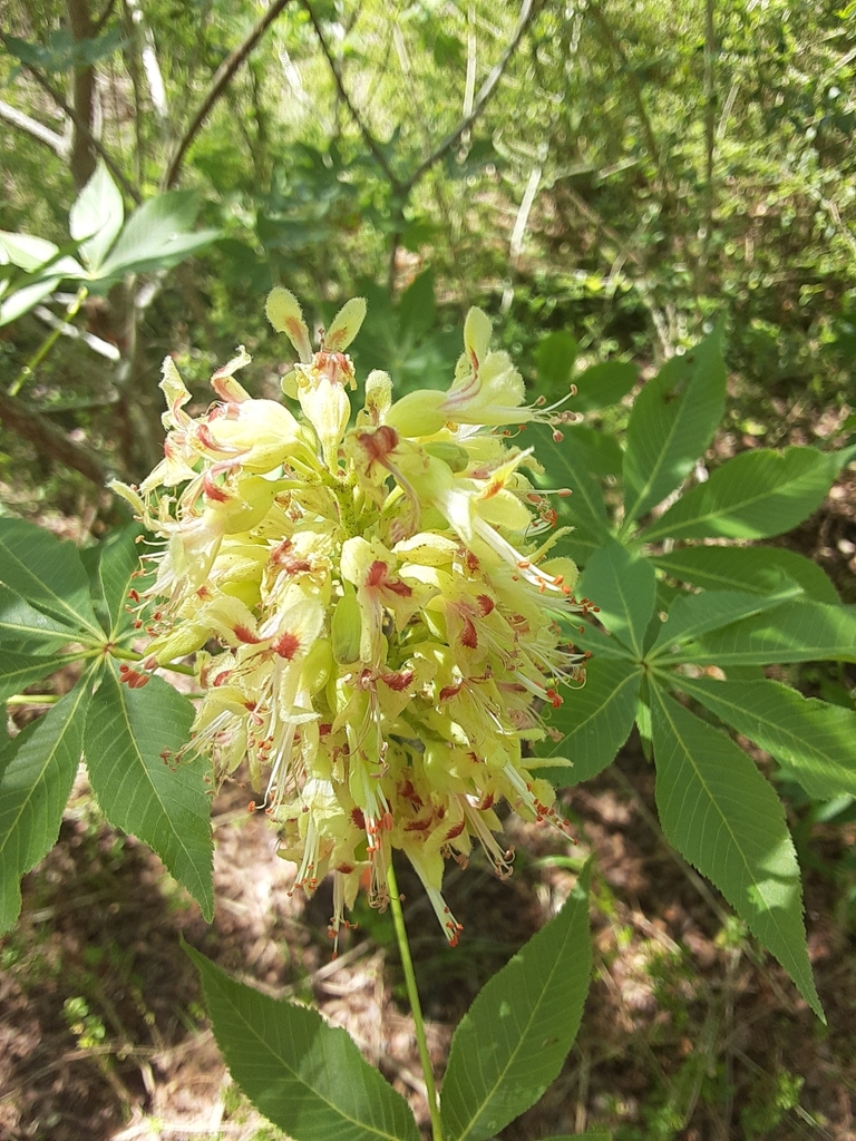 Ohio buckeye from Texas Buckeye Trail on April 3, 2022 at 12:44 PM by ...