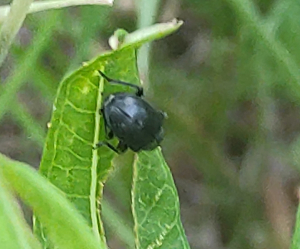 Western Grape Rootworm from Свердловская обл., Россия, 624044 on June ...