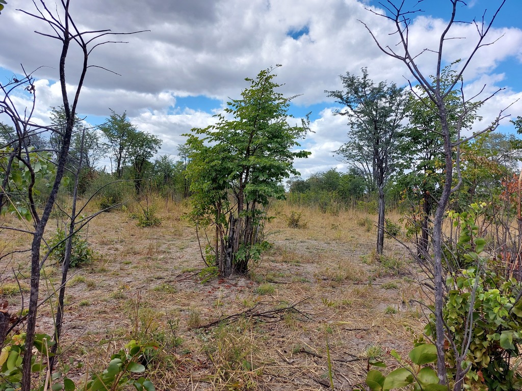 Mopane from Zambezi Region, Namibia on June 03, 2022 at 12:01 PM by ...