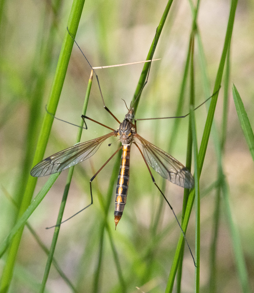 Tipulinae from Lassen, Lassen National Forest, California, United ...