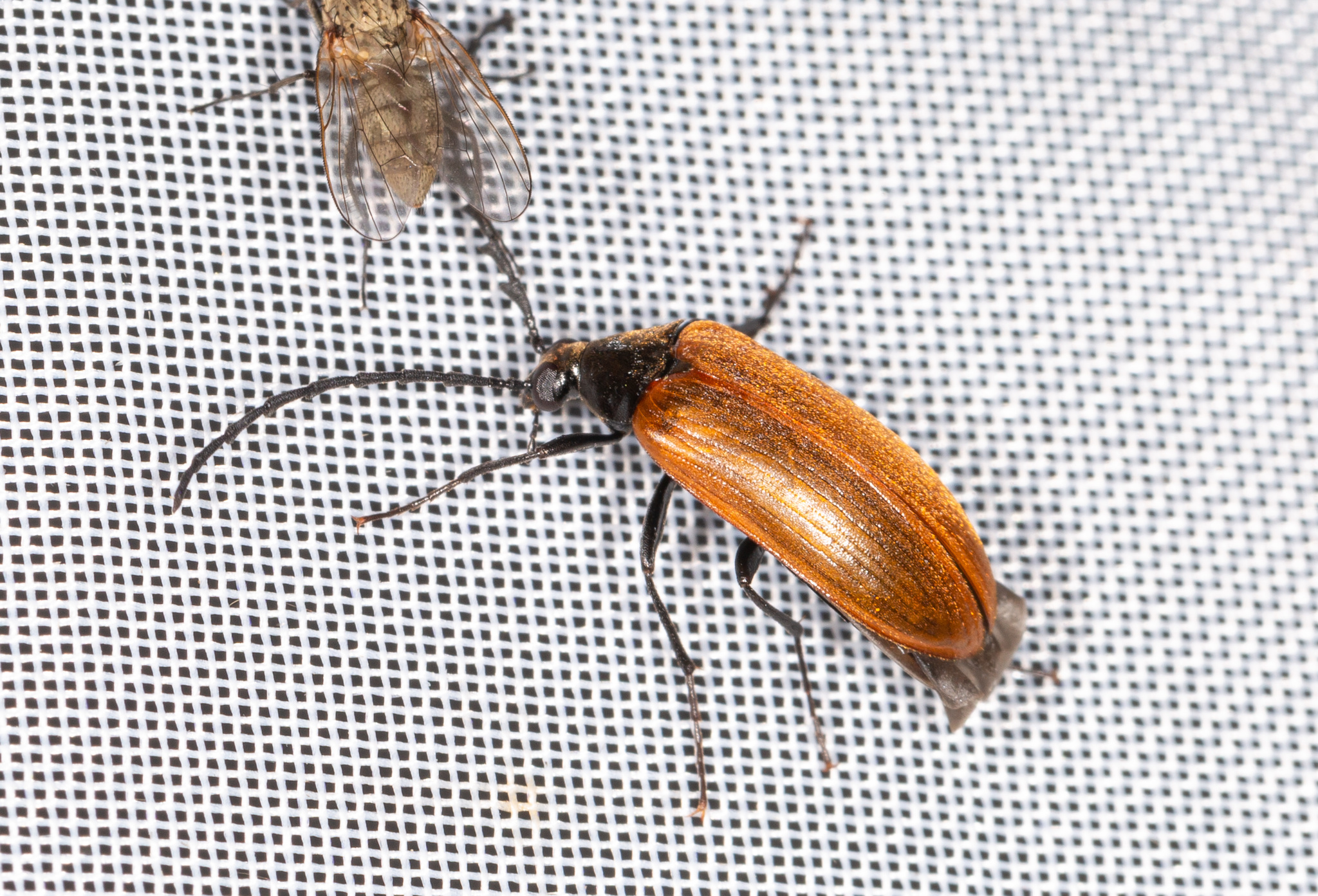 Pseudocistela ceramboides (Linnaeus, 1758)