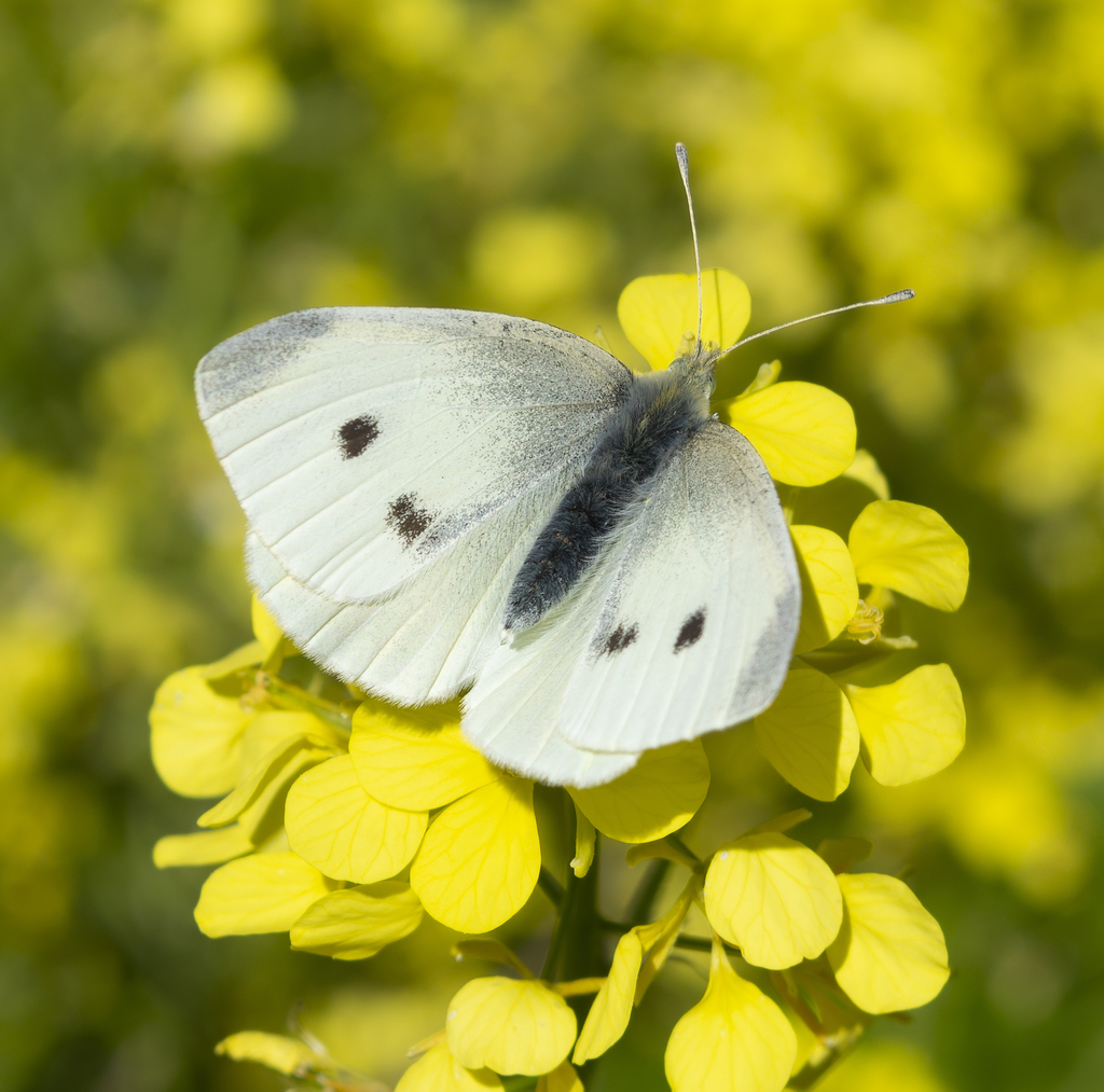 Cabbage White (Acadia National Park Butterfly Guide 🦋) · iNaturalist
