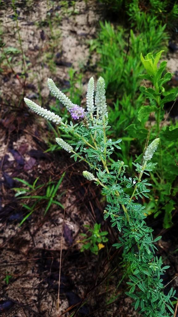 Oklahoma Prairie Clover from Hardin County, TX, USA on June 21, 2018 at ...
