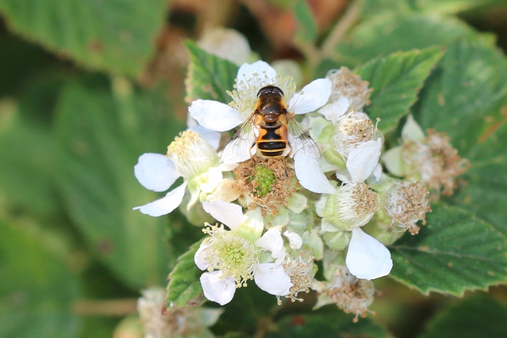 Stripe-winged Drone Fly from Mayo, Ireland on June 30, 2018 at 11:33 AM ...