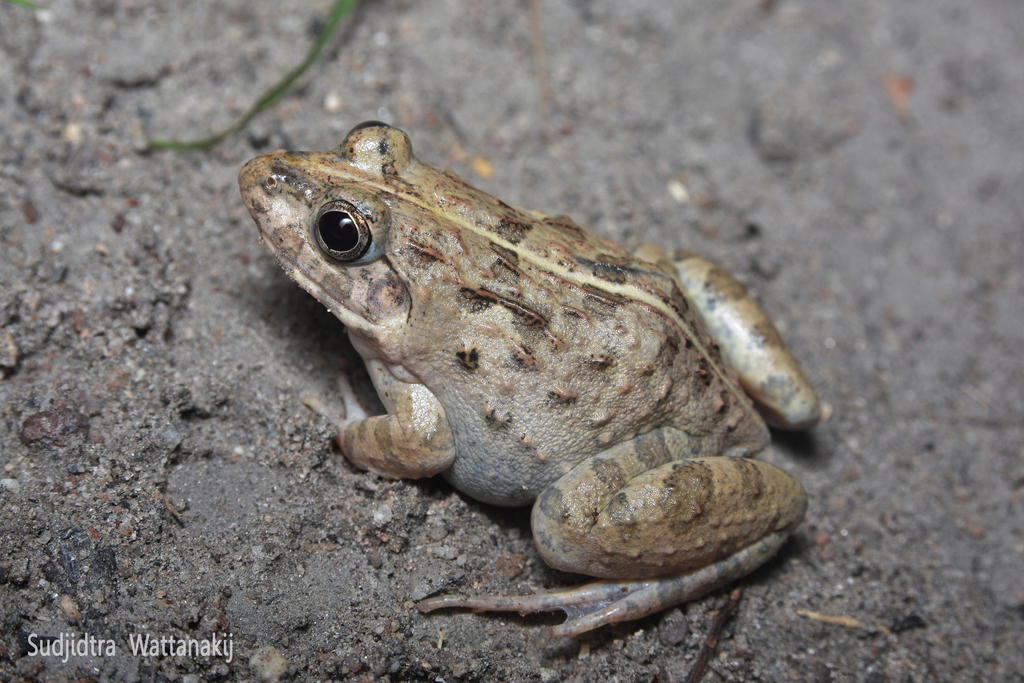 Paddy Field Frog from ตำบล อ่างศิลา อำเภอเมืองชลบุรี ชลบุรี ประเทศไทย ...
