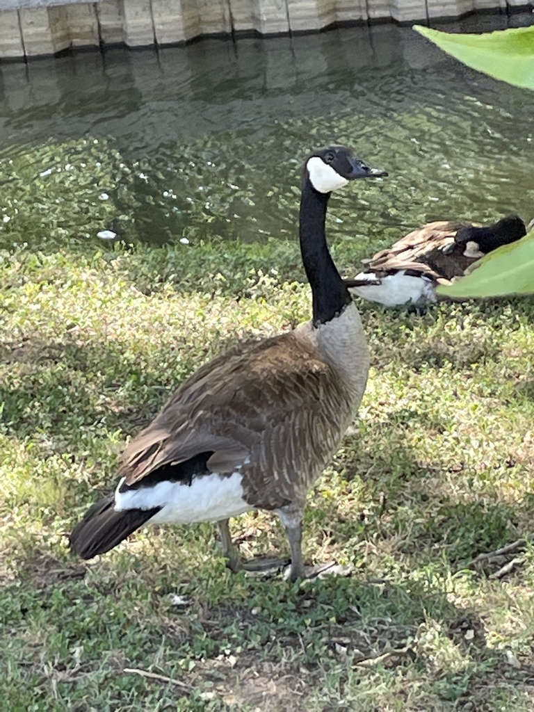 Giant Canada Goose from N Travis St, Granbury, TX, US on June 13, 2022 ...