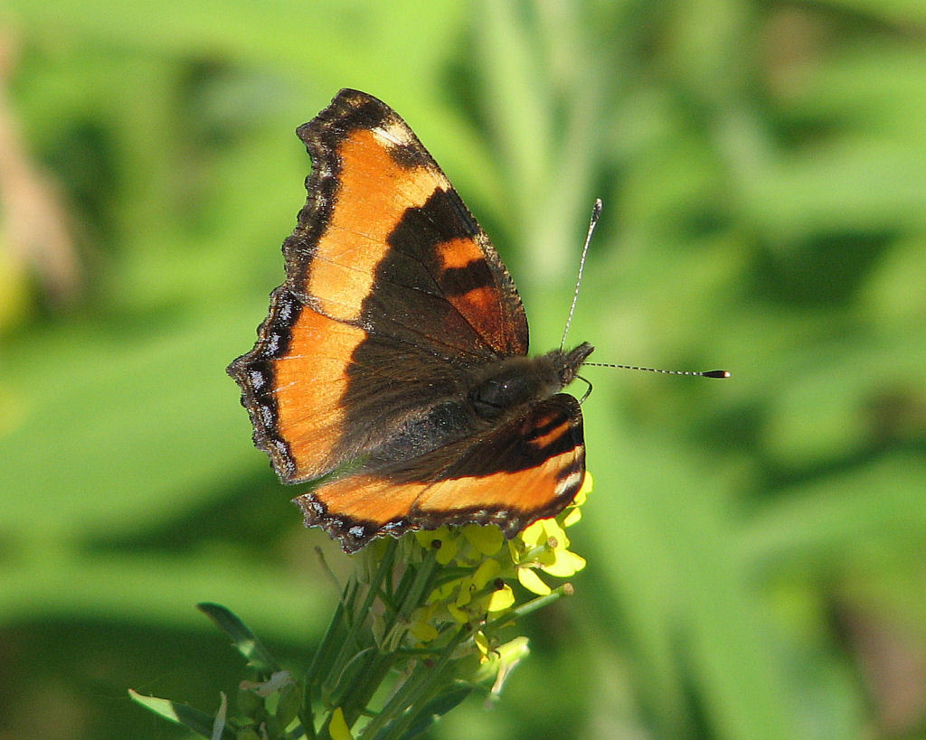 Milbert's Tortoiseshell (Agate Fossil Beds National Monument Butterfly ...
