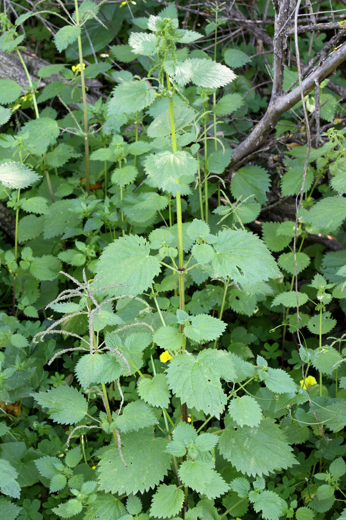 Great Stinging Nettle (MCDEP Species of Note) · iNaturalist