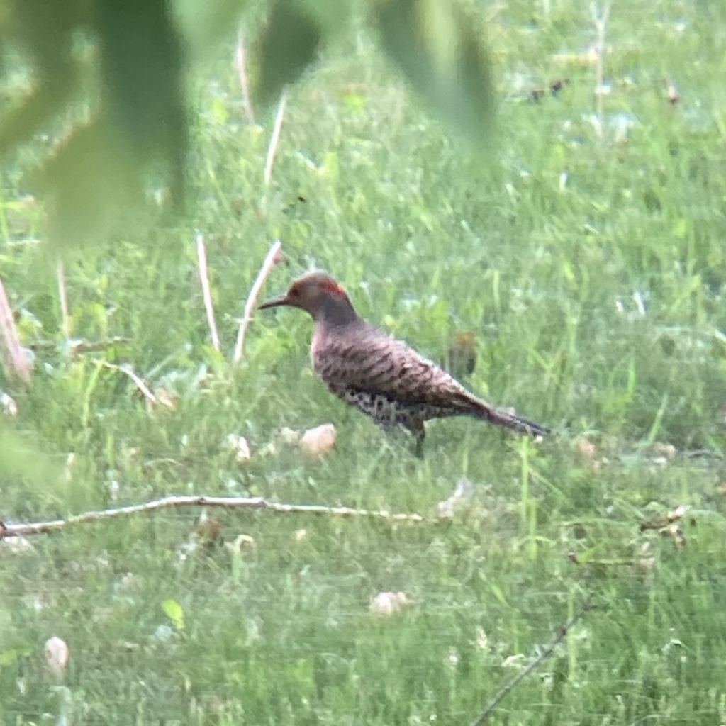Northern Flicker in June 2022 by Morgan Rodenborg · iNaturalist