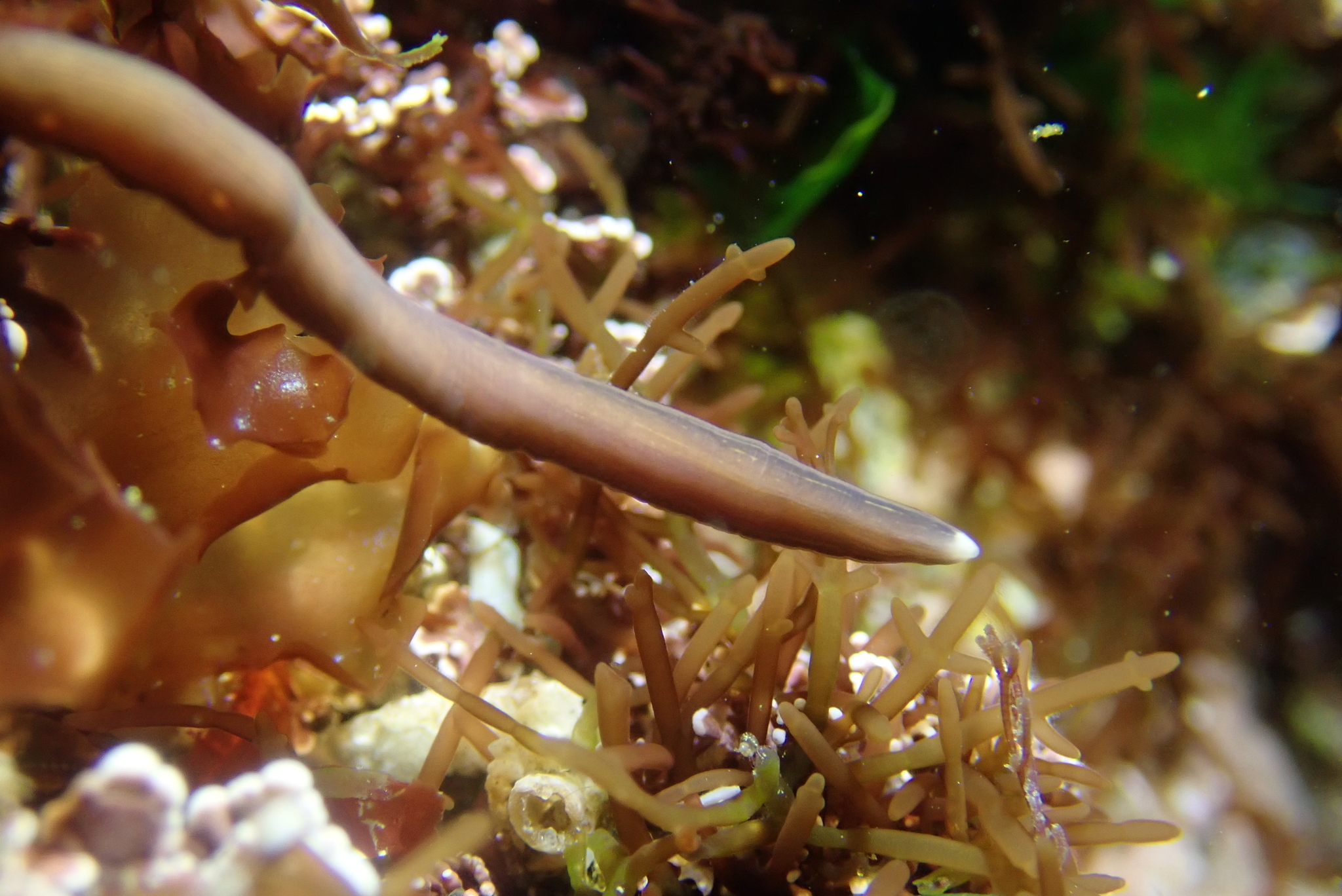 Lineidae