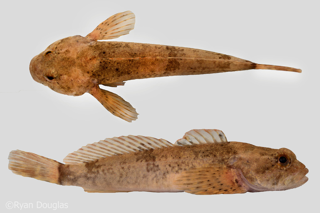 Blue Ridge Sculpin (MCDEP Species of Note) · iNaturalist