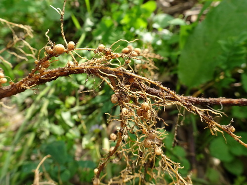 Genus Rhizobium · iNaturalist