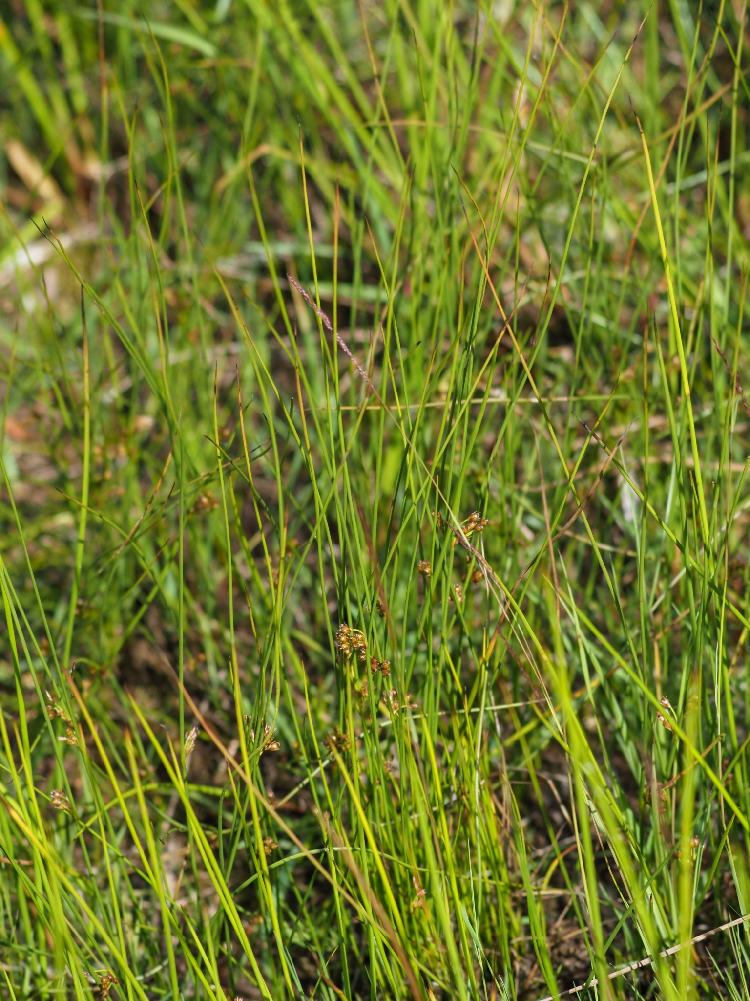 Juncus filiformis L.
