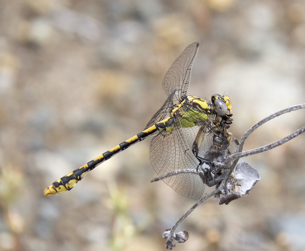 Sinuous Snaketail from Independence River Access, Siskiyou Co ...