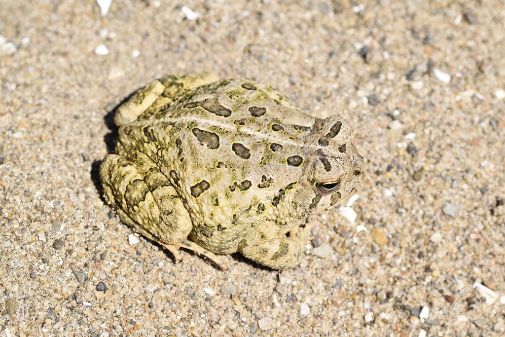 Fowler's Toad from Erie County, PA, USA on June 13, 2022 at 11:23 AM by ...