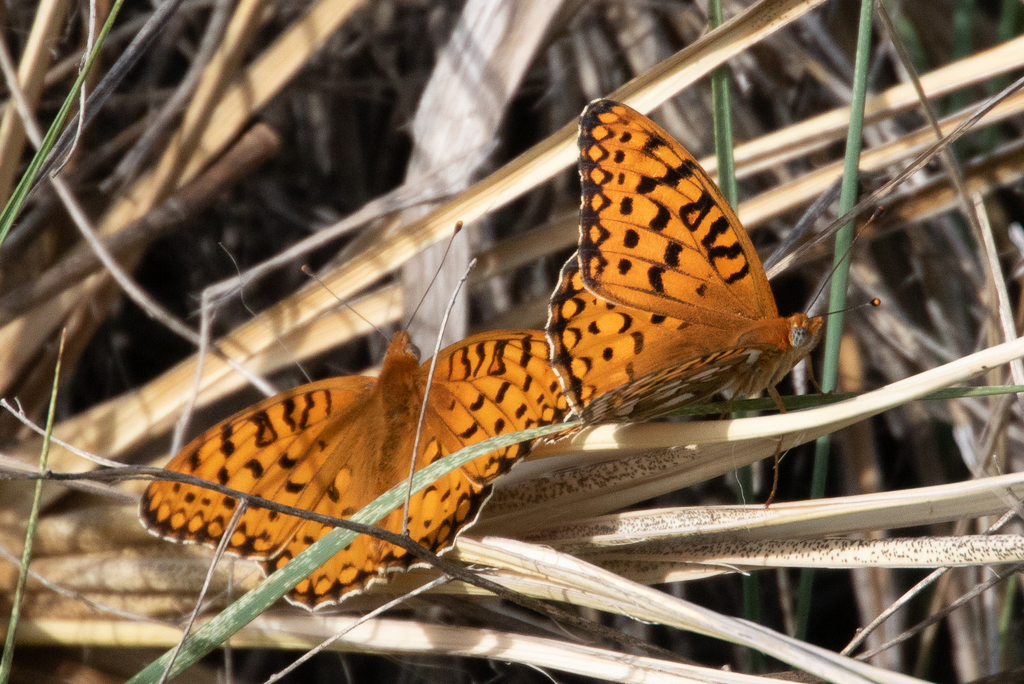 Edwards's Fritillary (Agate Fossil Beds National Monument Butterfly ...