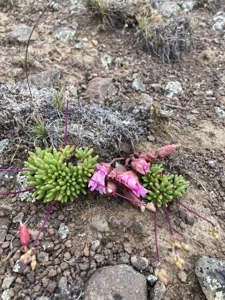 Spiny Fameflower from Ellensburg, WA, US on June 12, 2022 at 02:36 PM ...