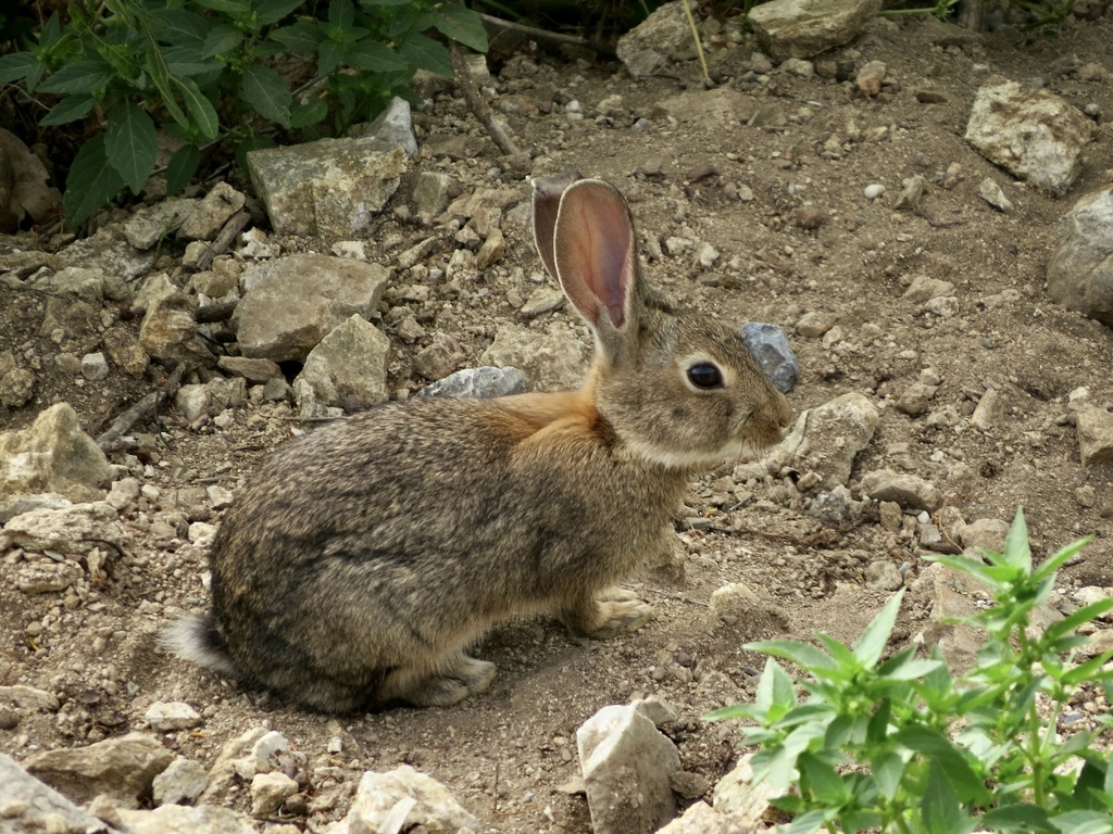 European Rabbit in May 2022 by Alexandre Justo · iNaturalist